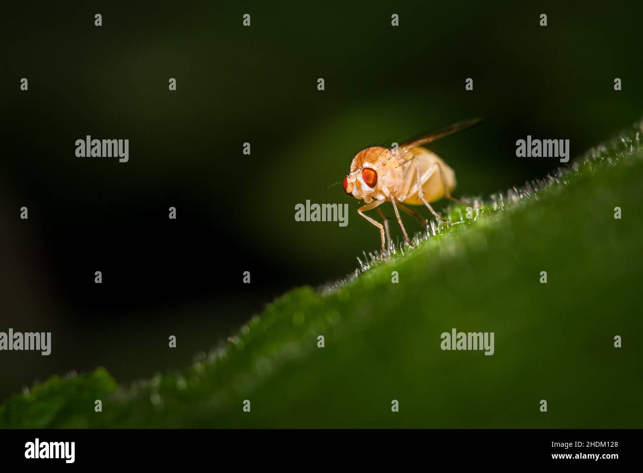 Lesser fruit fly hi-res stock photography and images - Alamy