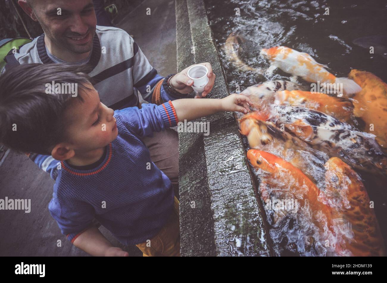 Child and his father feeding koi fish in a lake Stock Photo - Alamy