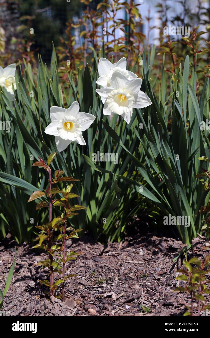 White trumpet daffodils - beautiful spring flower that belongs to ...
