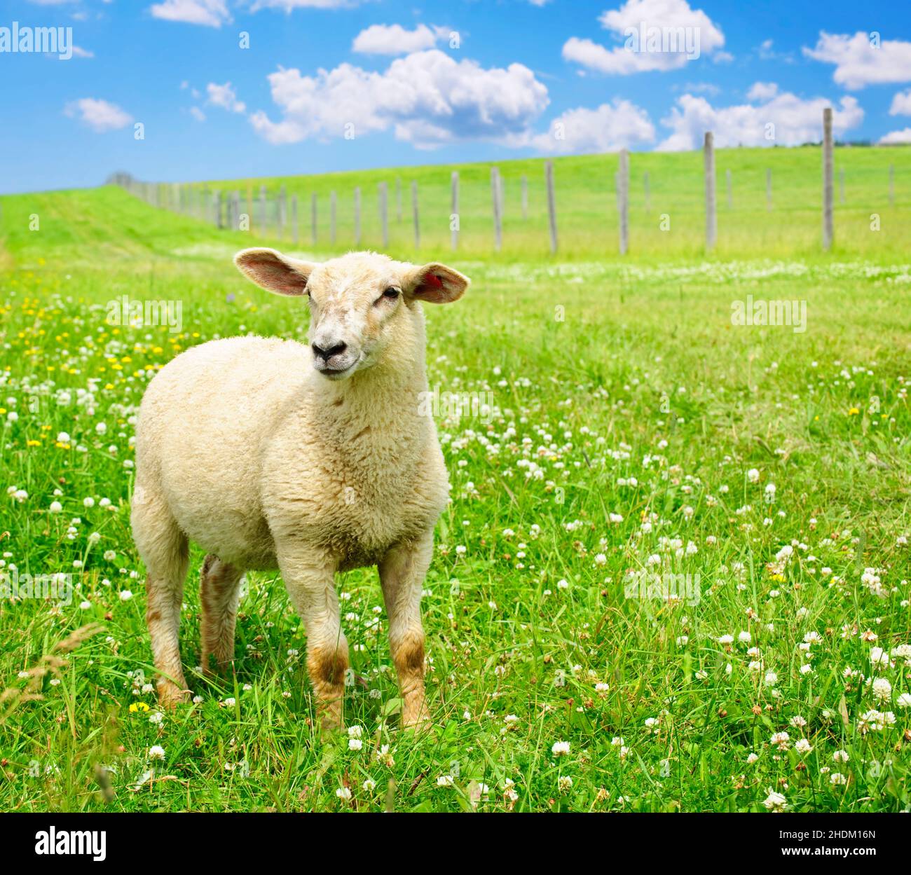 sheep, lamb, sheeps, lambs Stock Photo - Alamy