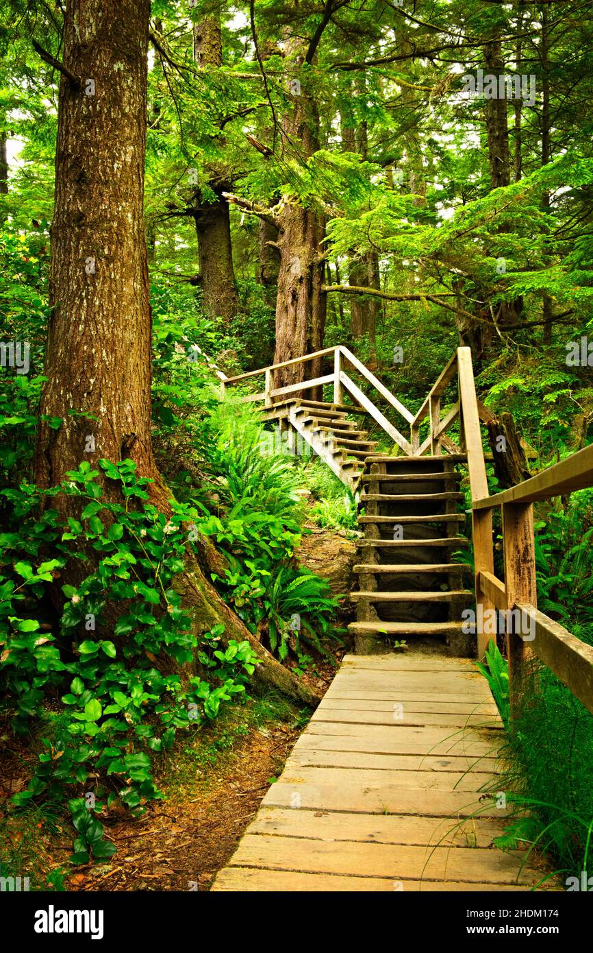 path, trail, rainforest, paths, trails, jungle, rainforests Stock Photo ...