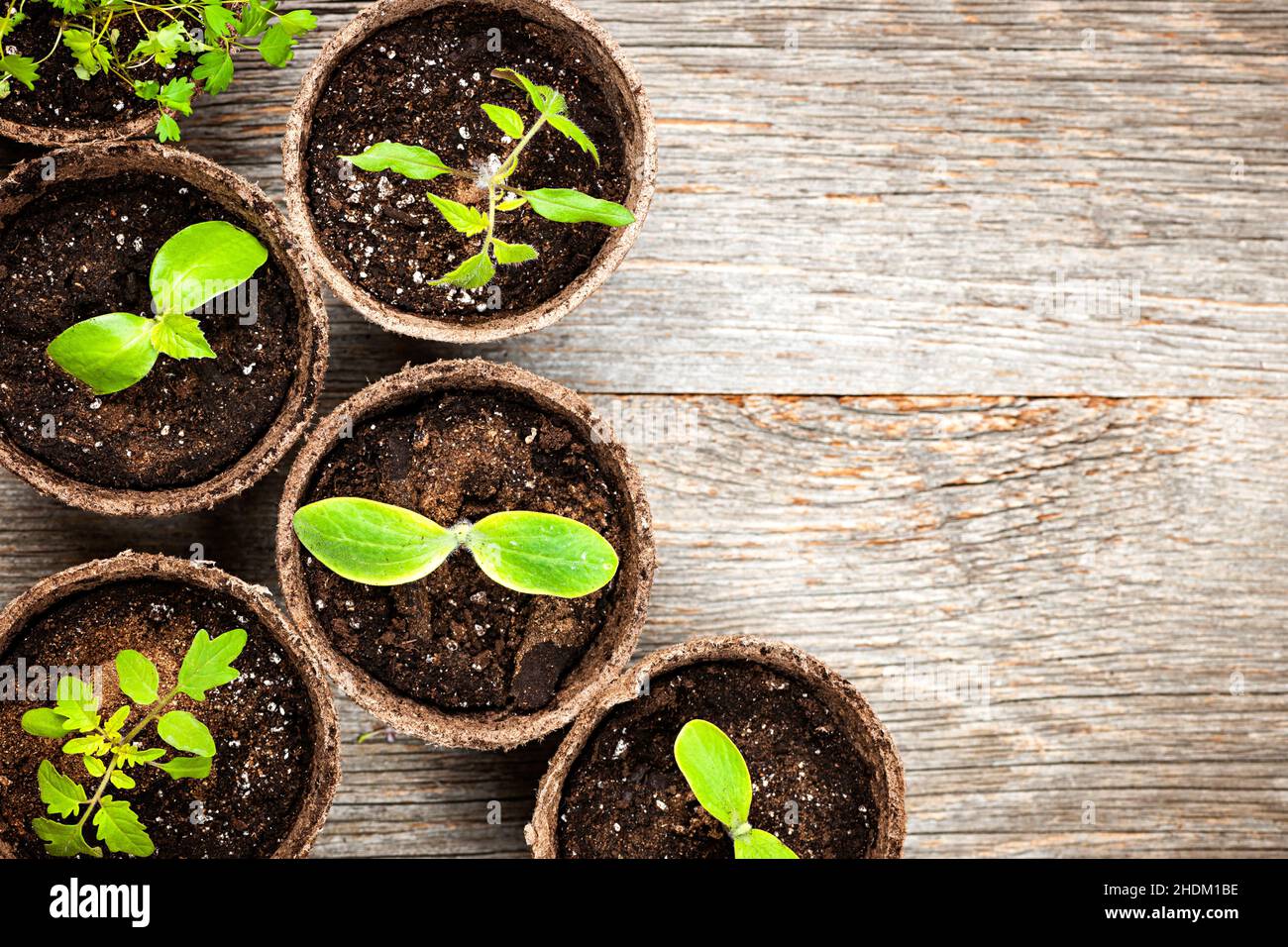 Young tomato plant pot studio hi-res stock photography and images - Alamy