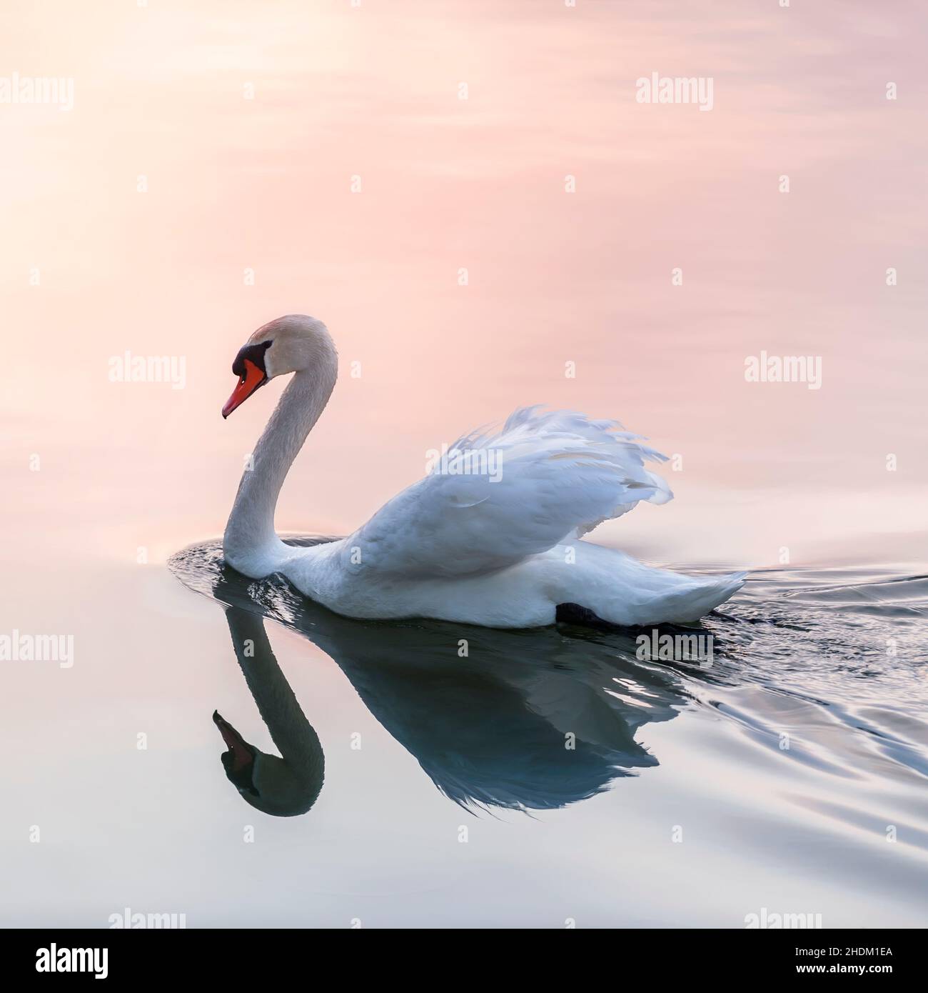 Swan side view hi-res stock photography and images - Alamy