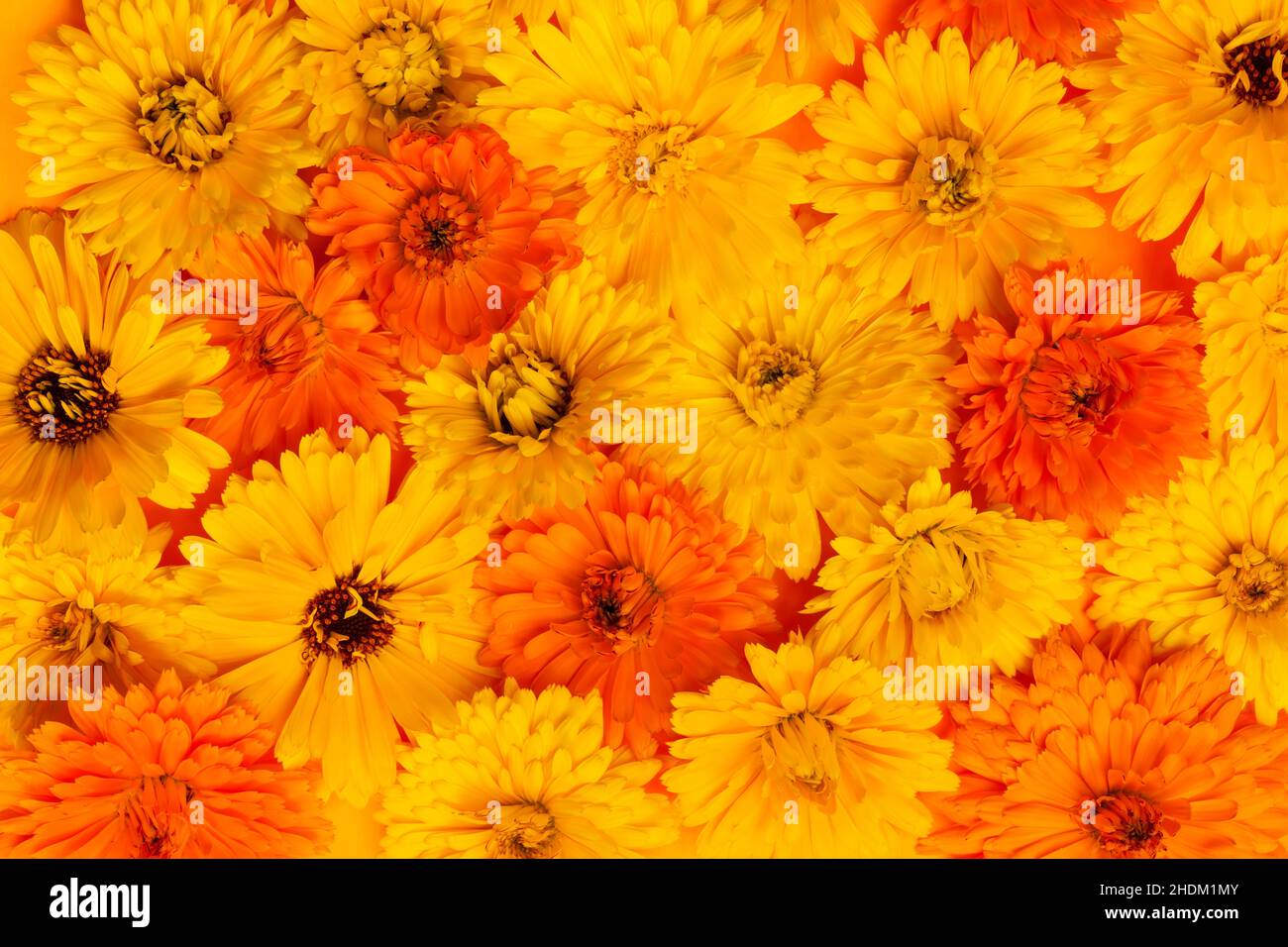 Full flowers calendula hi-res stock photography and images - Alamy