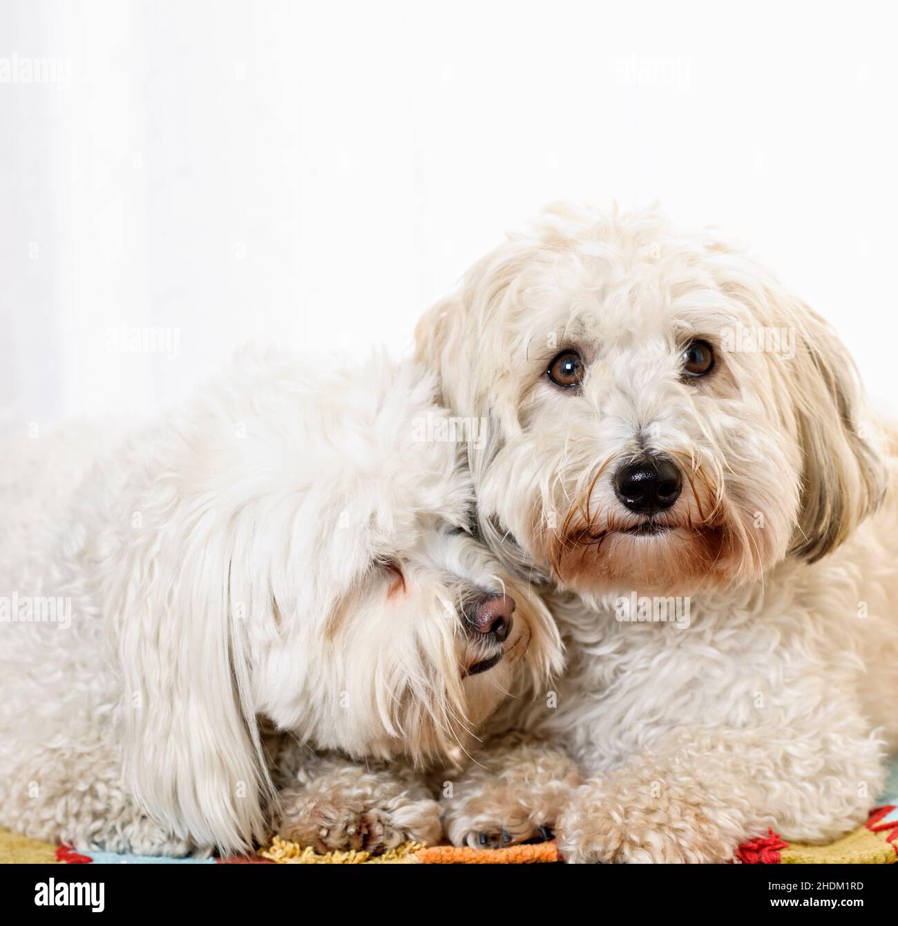 dog, coton de tuléar, dogs Stock Photo - Alamy