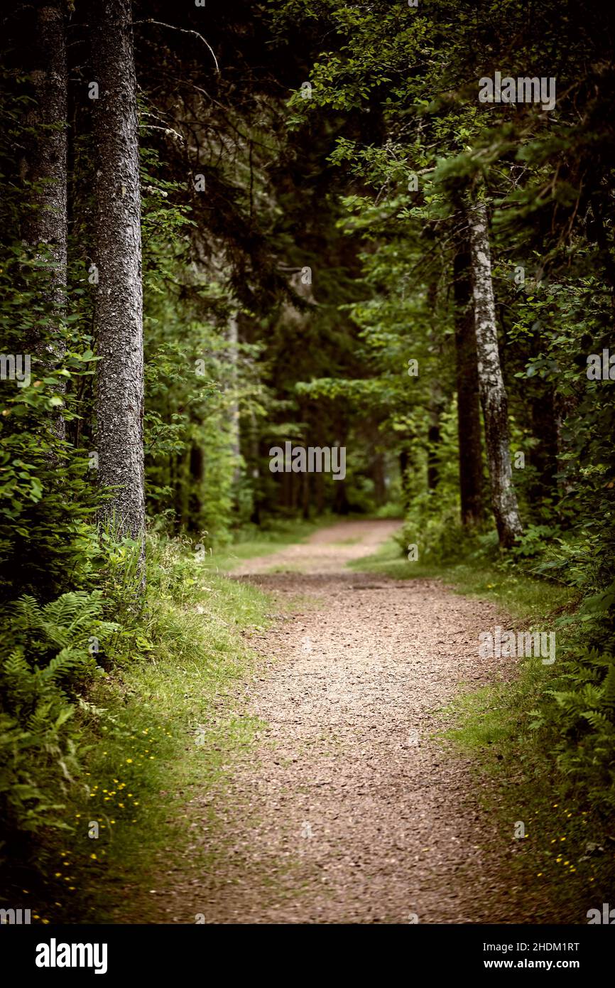 forest, path, forests, wood, woodland, woods, paths Stock Photo - Alamy