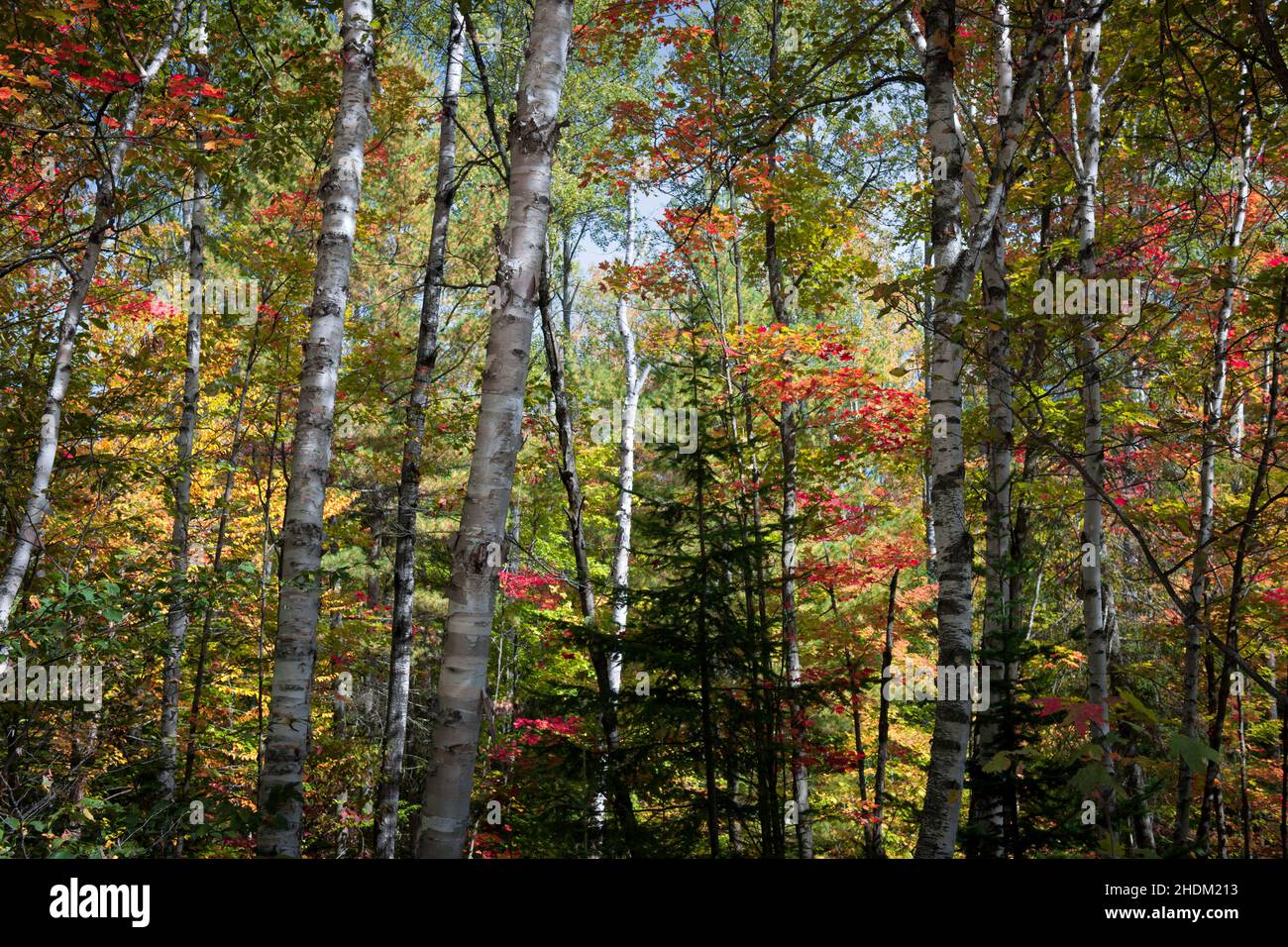 autumn forest, autumn forests, fall Stock Photo - Alamy
