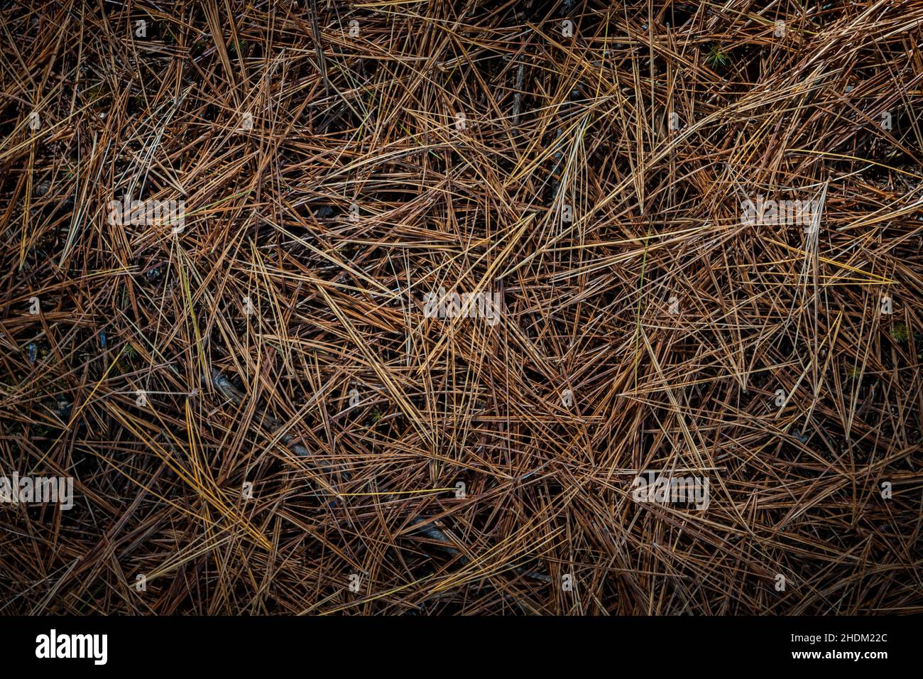 Pine needle structure hi-res stock photography and images - Alamy
