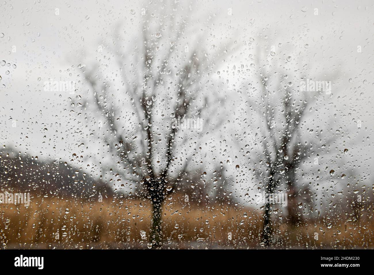 trees, raindrop, rain weather, tree, raindrops, rain weathers, rainy ...