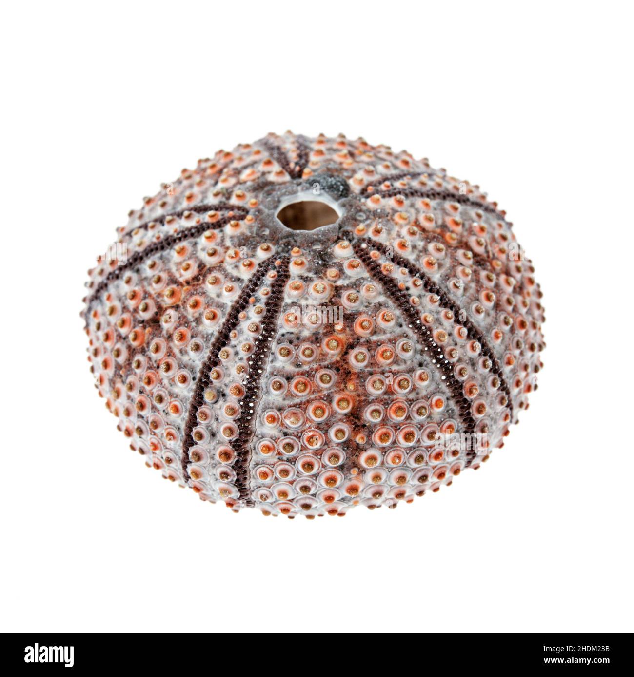 sea urchin, sea urchin shell, sea urchins, sea urchin shells Stock Photo - Alamy