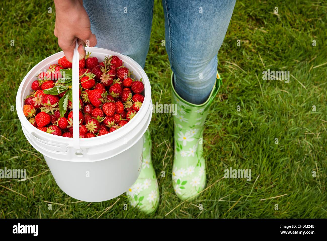 strawberry harvest, strawberry harvests Stock Photo - Alamy
