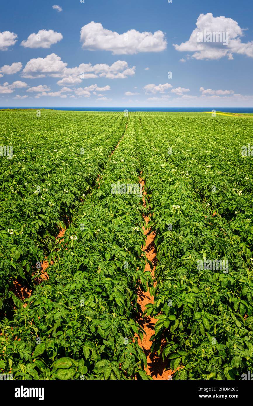 potato field, potato plant, potato fields, potato plants Stock Photo ...