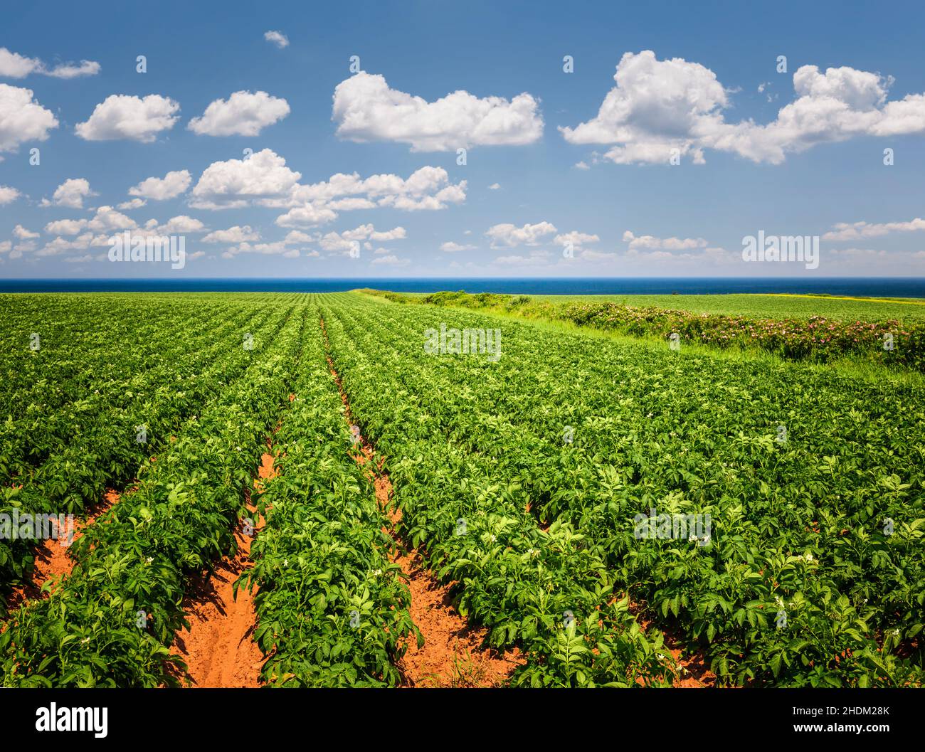 potato field, potato fields Stock Photo - Alamy