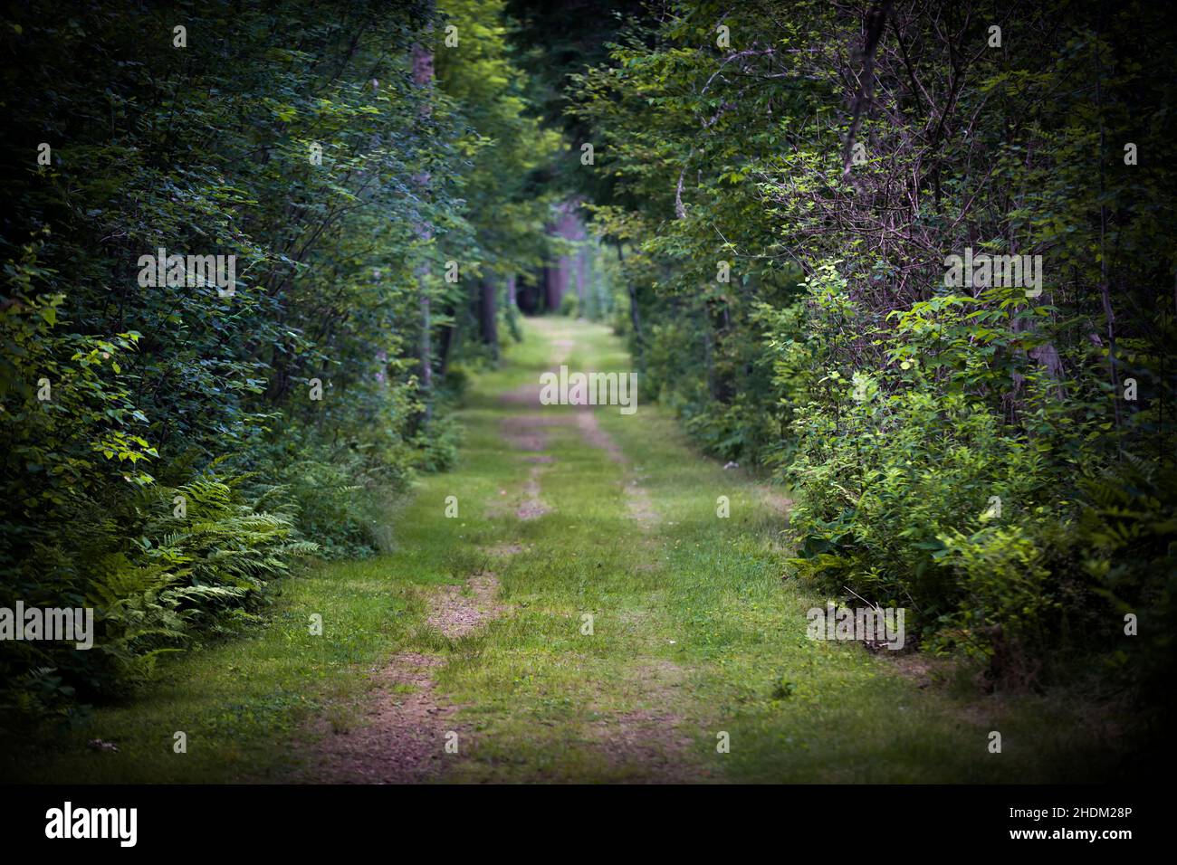 forest, path, mysterious, forests, wood, woodland, woods, paths ...