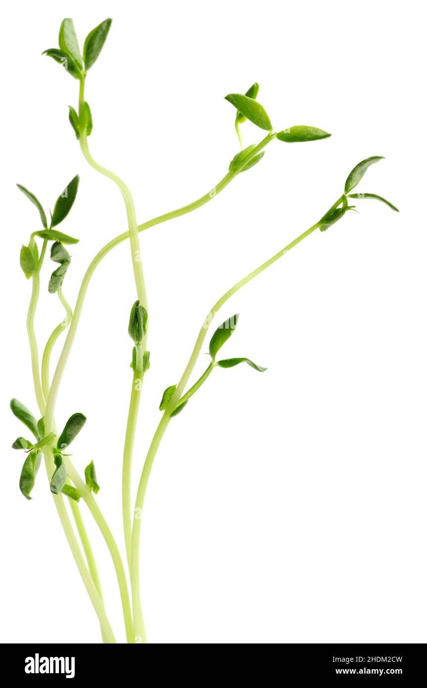 sprout, germinating vegetable, pea sprouts, sprouts, germinating ...