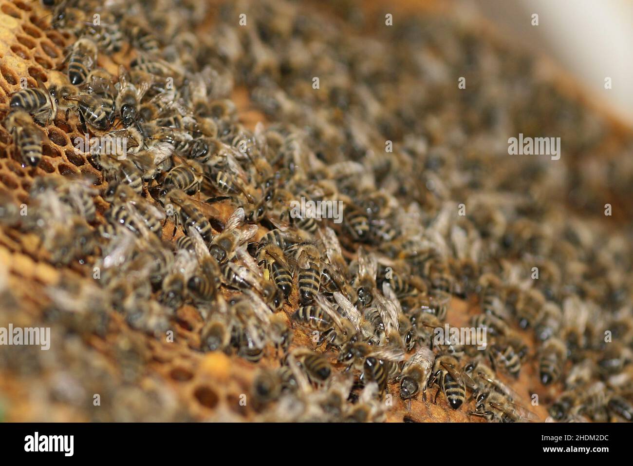 beehive, beekeeping, bee colony, honeycomb, beehives, apiculture, bee ...