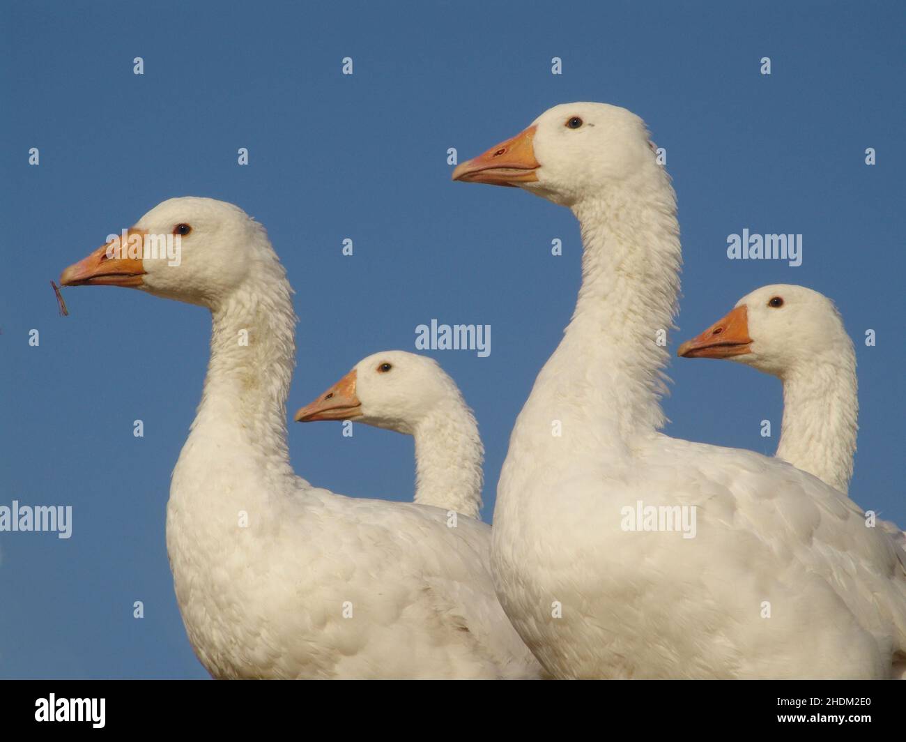 4 geese hi-res stock photography and images - Alamy