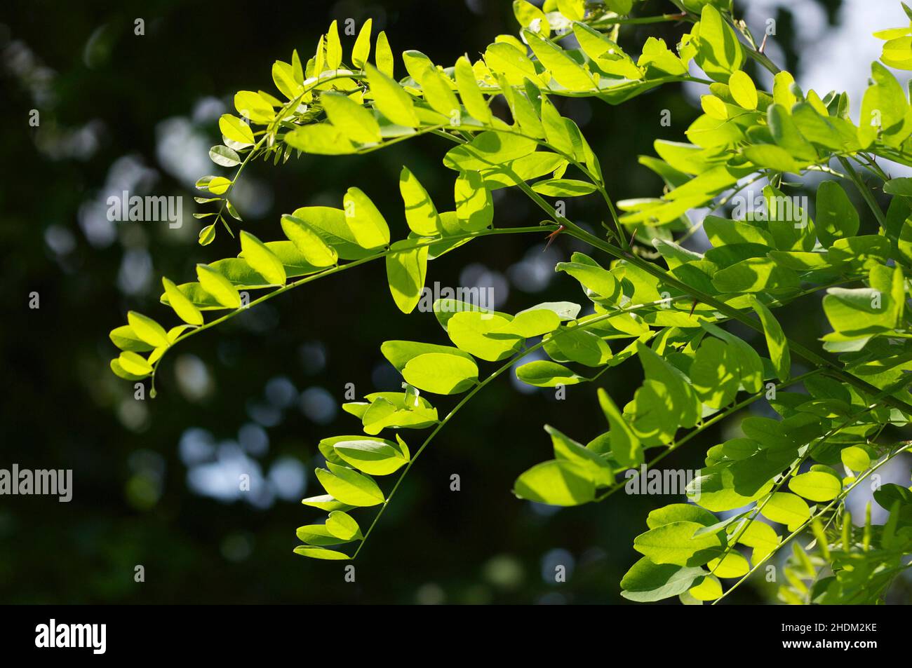 Robinias hi-res stock photography and images - Alamy