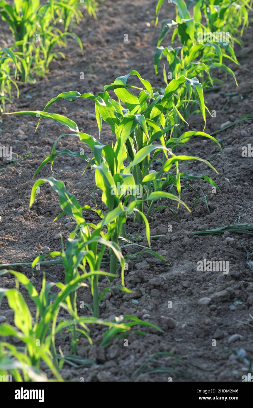 maize field, maize plant, young plant, cornfields, corn plants, young ...
