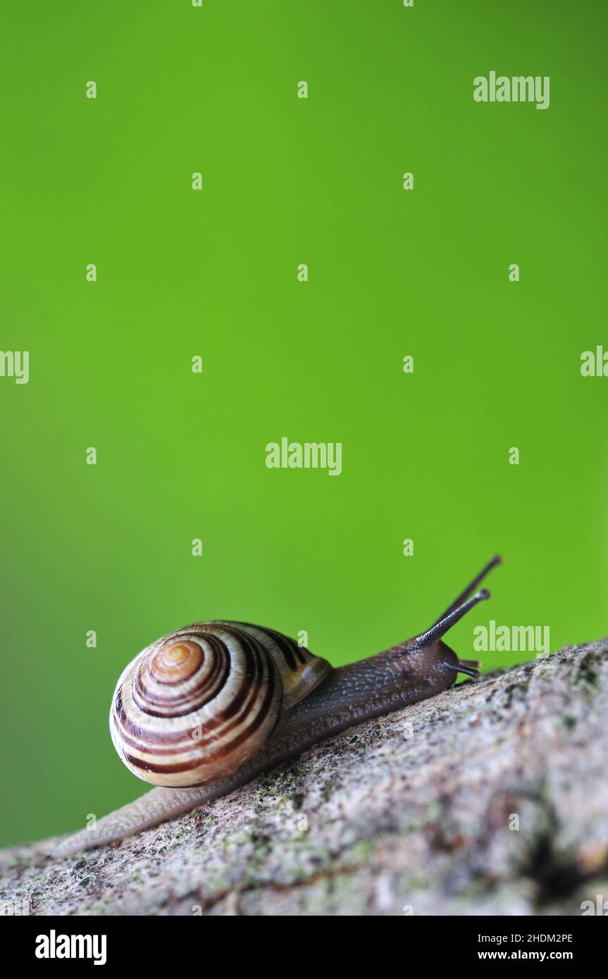 snail, cepaea, snails, cepaeas Stock Photo - Alamy