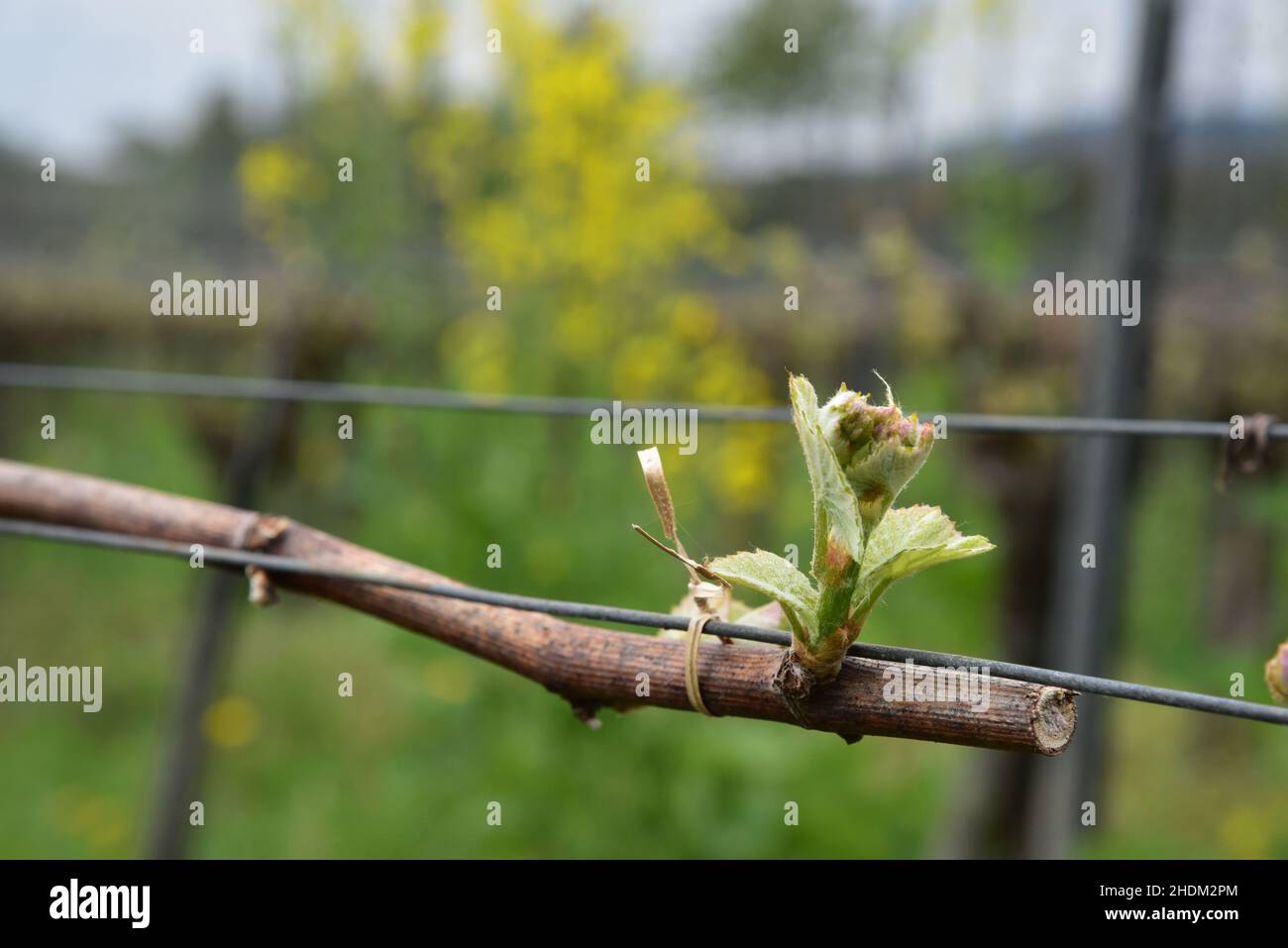 winemaking, vine, sprout, vines, sprouts Stock Photo - Alamy