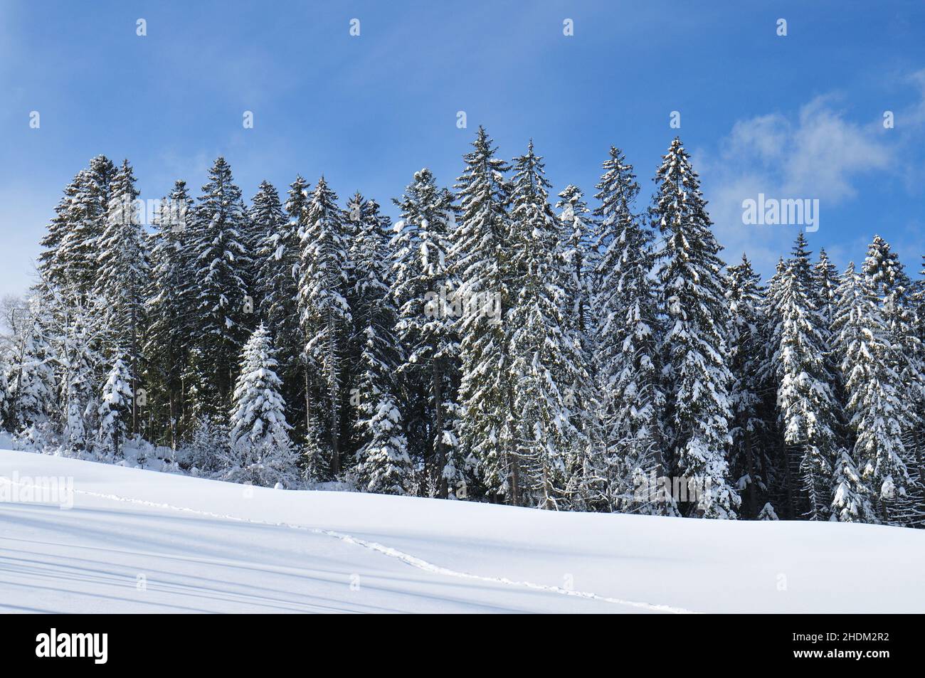 winter, conifers, winters, conifer Stock Photo - Alamy