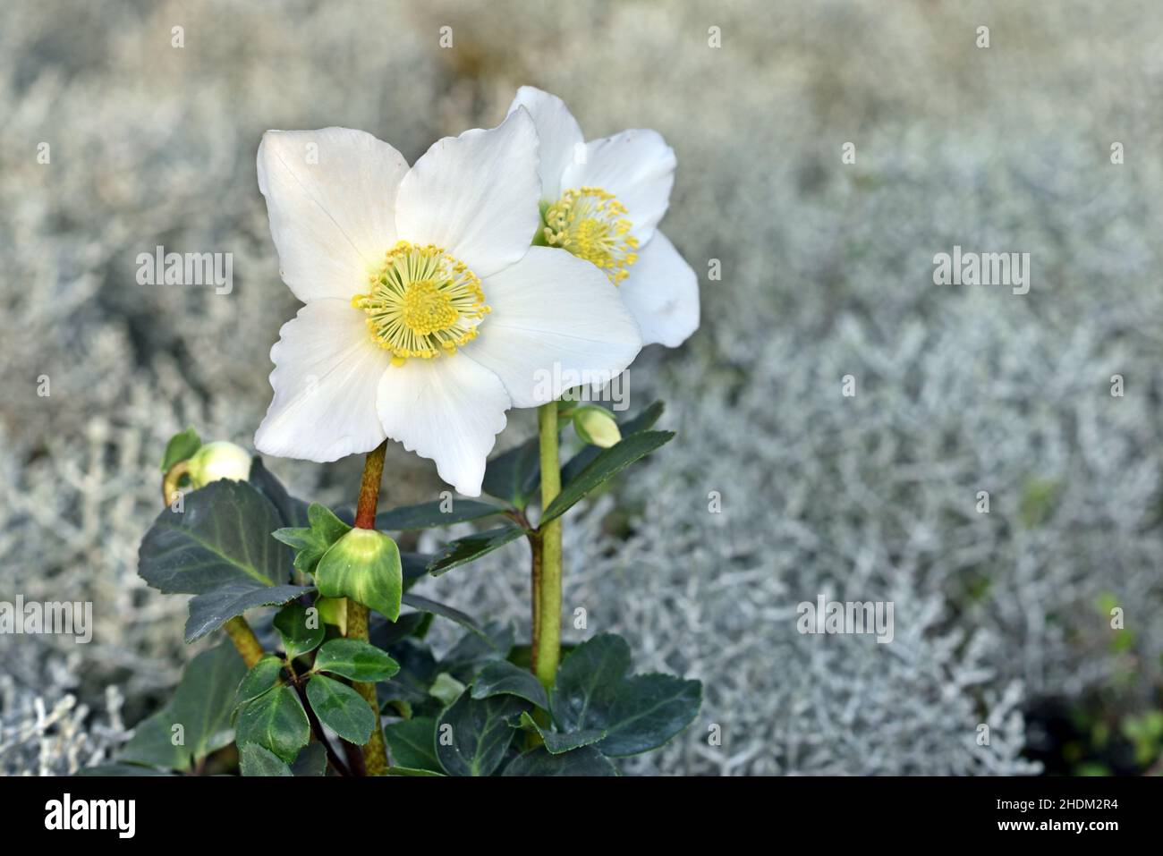 christian rose, christian roses Stock Photo - Alamy