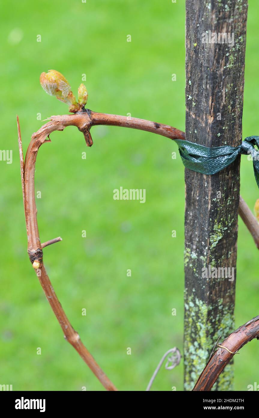 flower bud, branches, flower buds, twiggs, twigs Stock Photo - Alamy