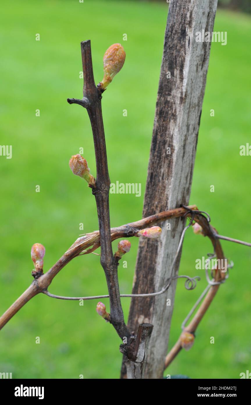 flower bud, branches, flower buds, twiggs, twigs Stock Photo - Alamy