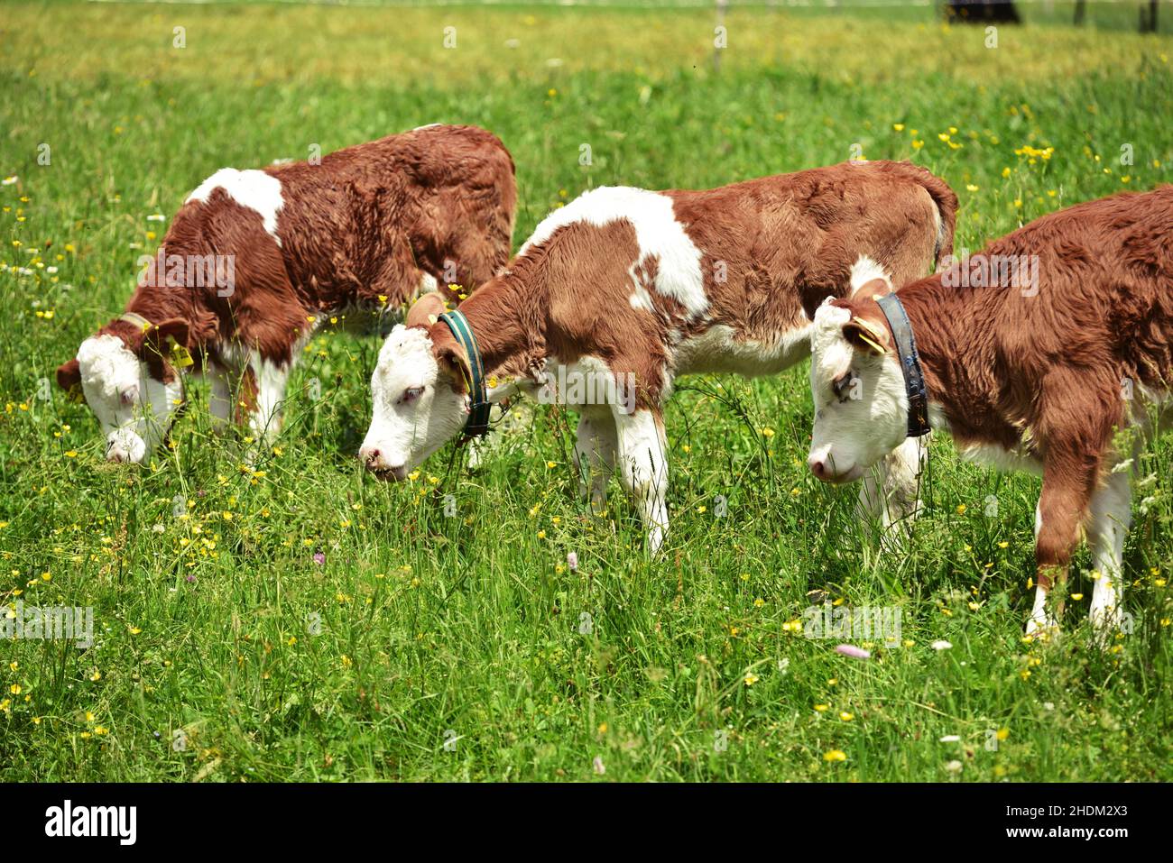 Domestic cattle three calves hi-res stock photography and images - Alamy