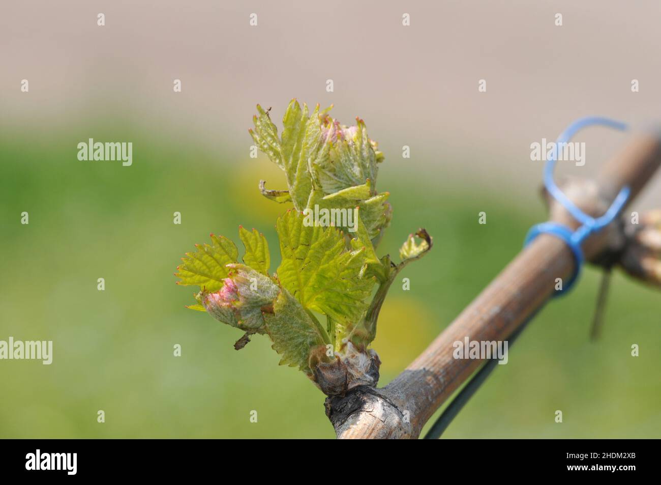 vine, sprout, vines, sprouts Stock Photo - Alamy