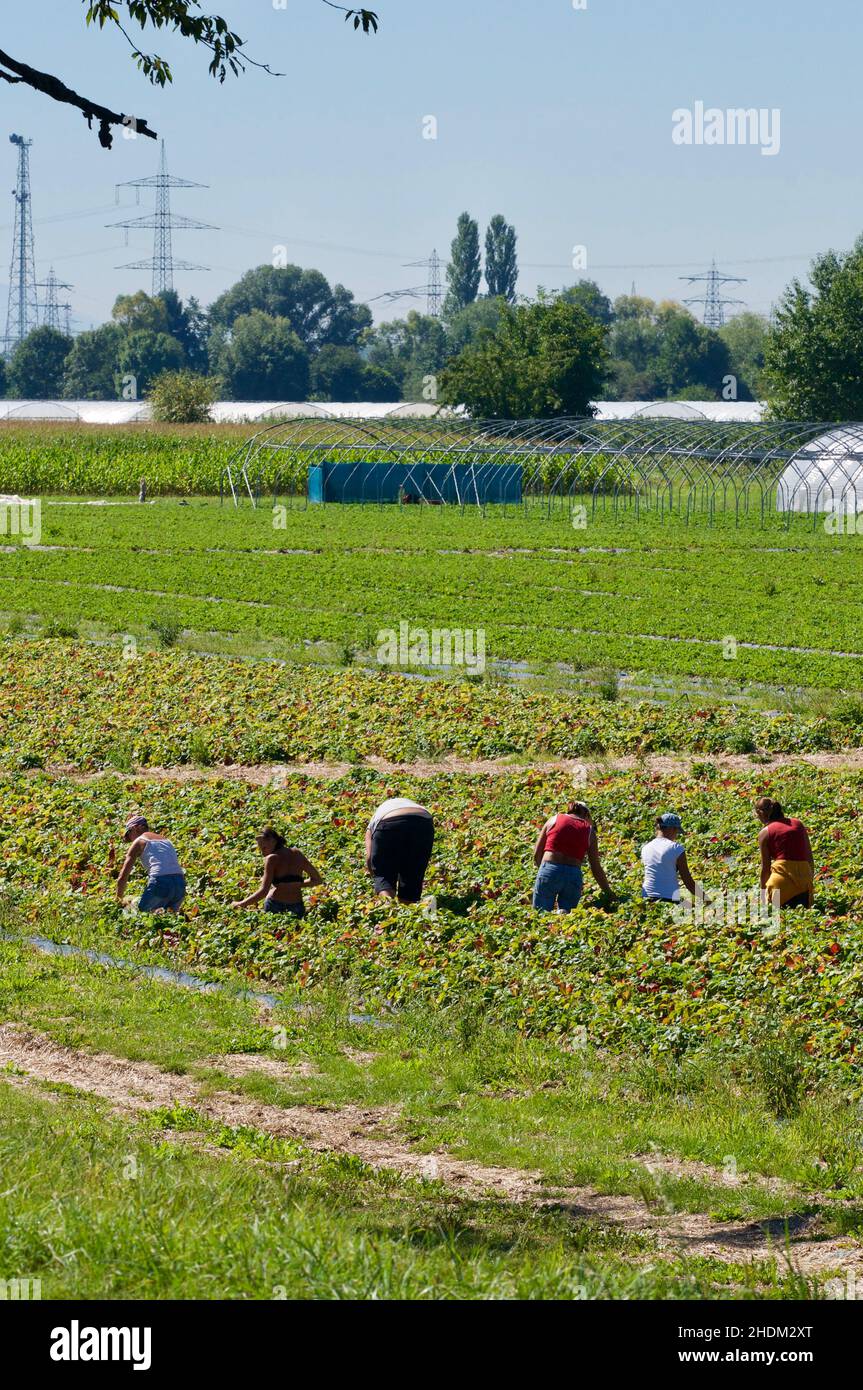 harvest time, harvest helpers, harvest times, harvest helper Stock ...