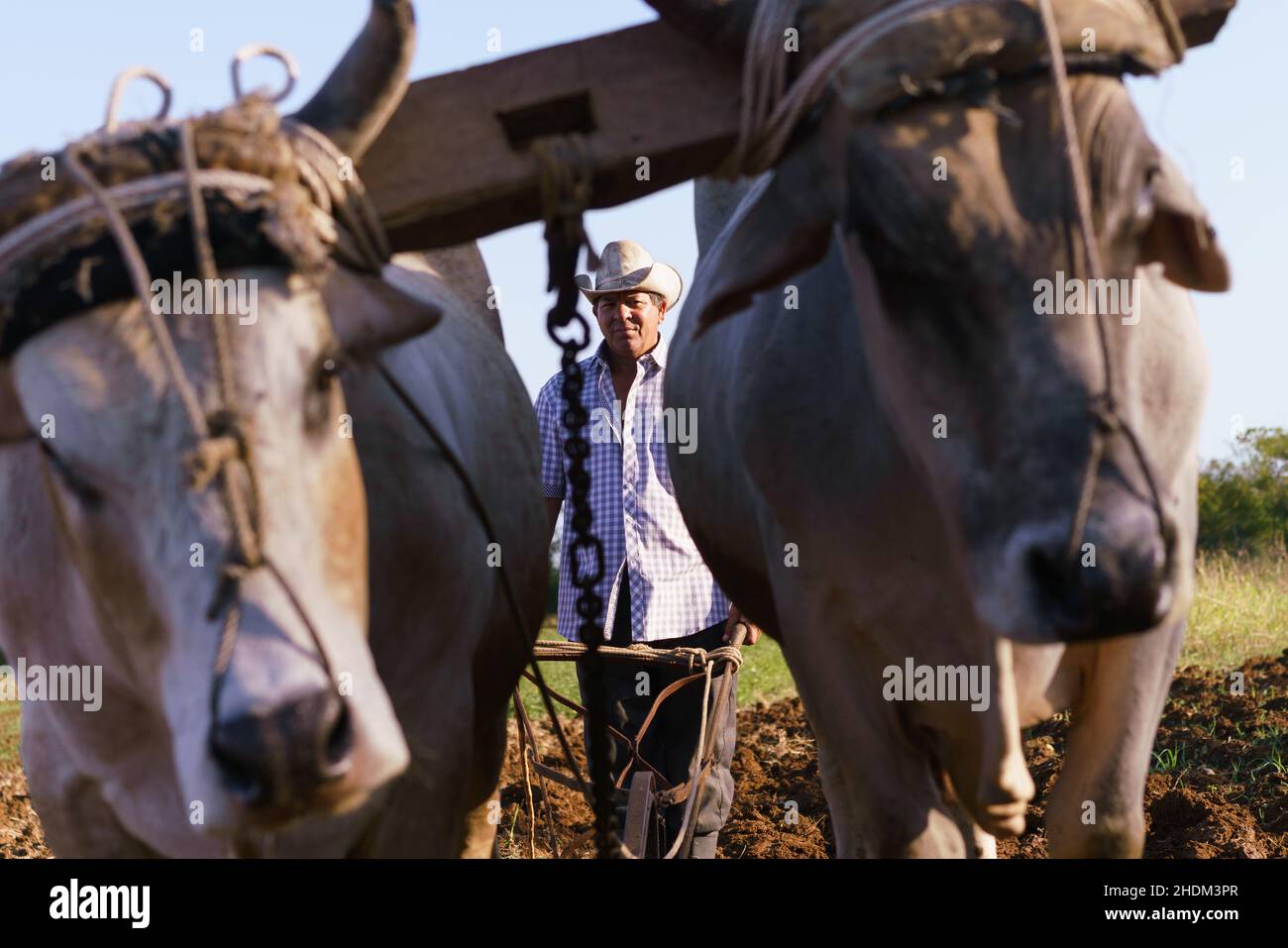 Man plowing old hi-res stock photography and images - Alamy