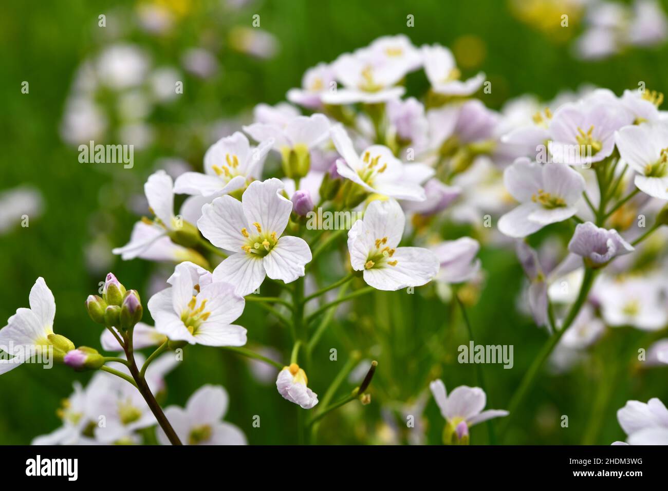 Herb foam hi-res stock photography and images - Alamy