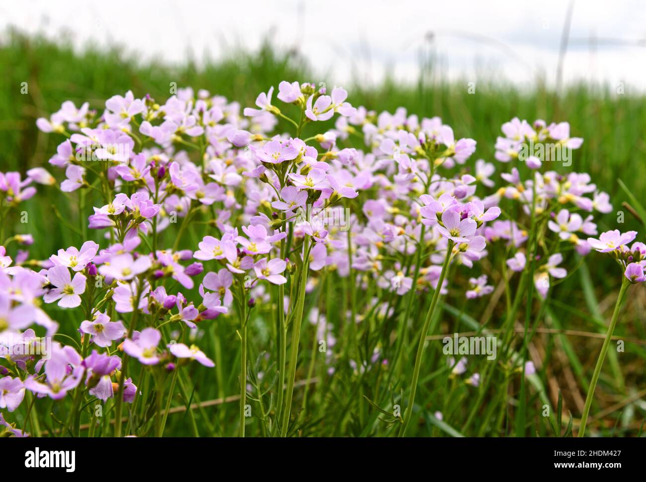 Hibernating plants hi-res stock photography and images - Alamy