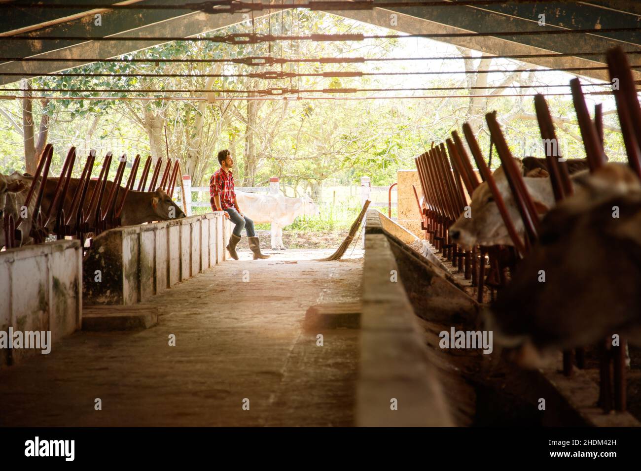 farmer, barn, cattle breeding, farmers, barns Stock Photo - Alamy