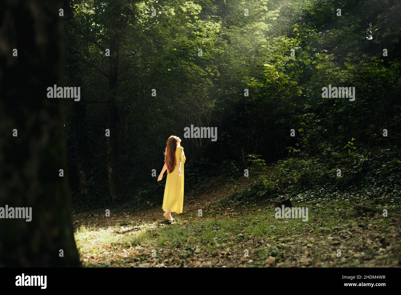 forest, glade, sunbathing, forests, wood, woodland, woods, glades, sun ...