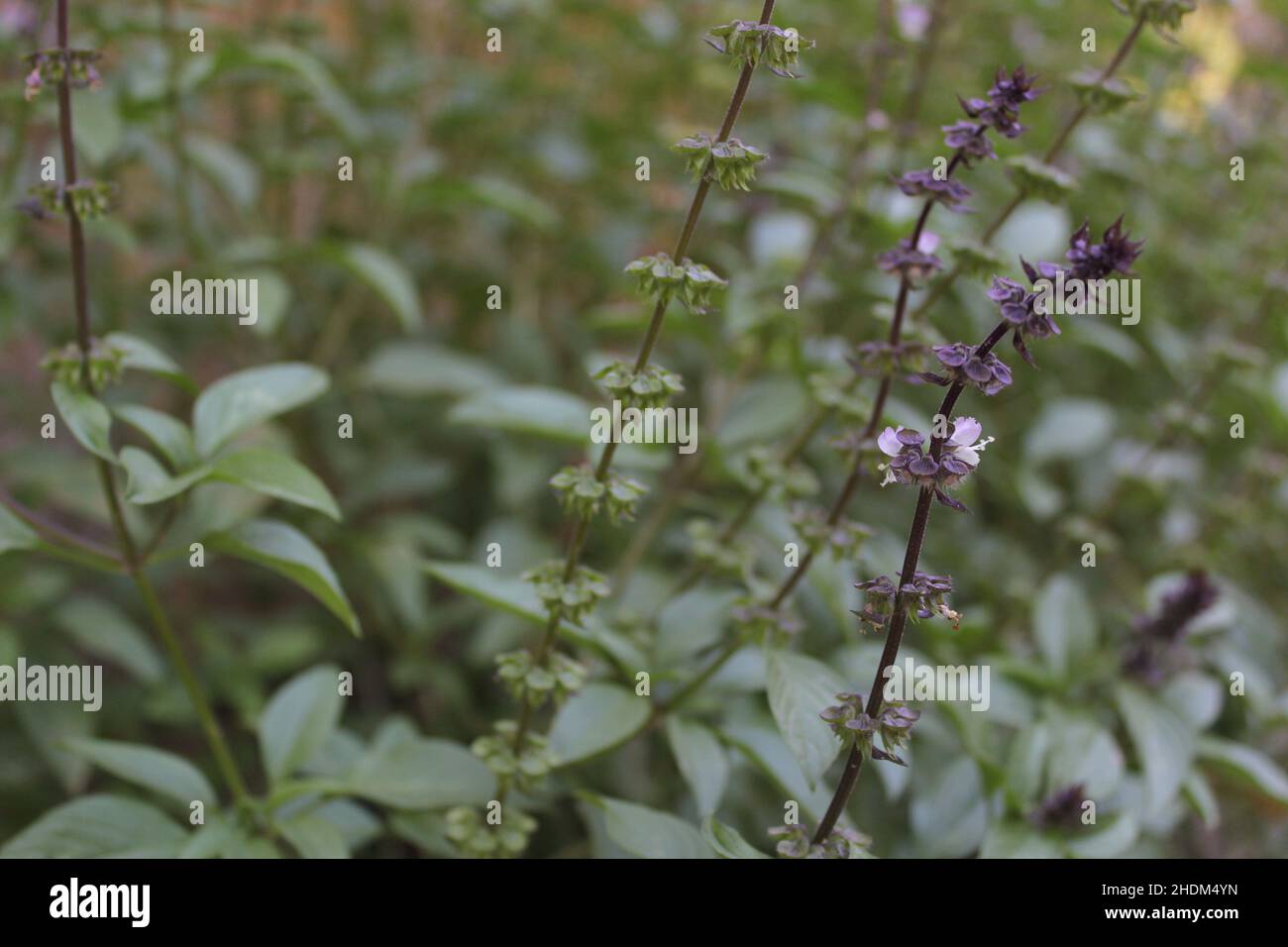 Thai Basil Growing in Garden - O. basilicum var. thyrsiflora Stock ...