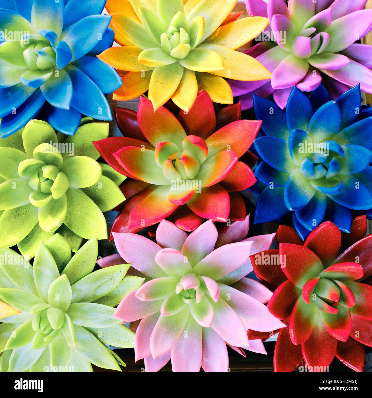 multi colored, succulent plant, multi coloreds, succulent plants Stock ...