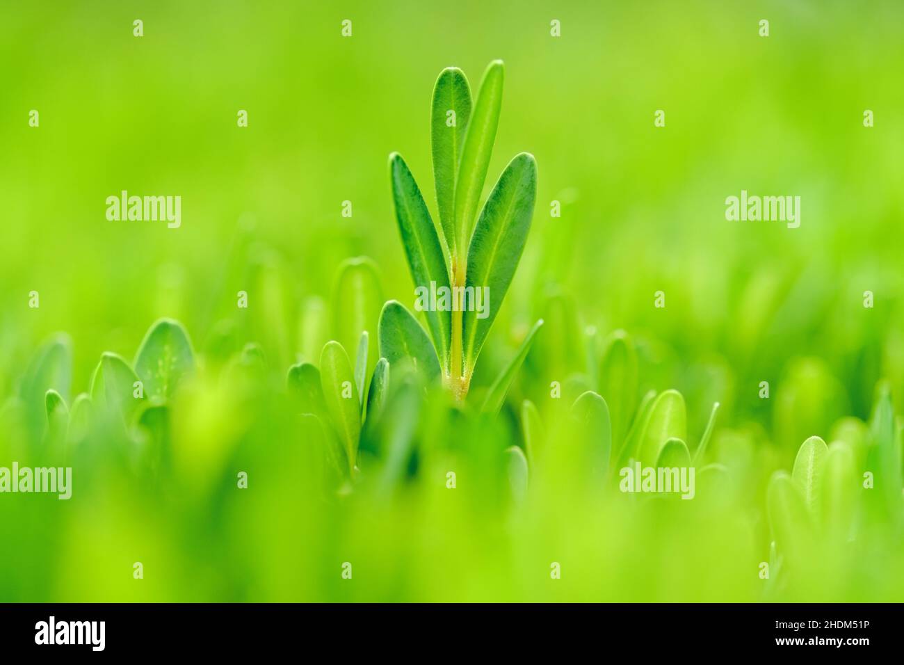 Growths plants hi-res stock photography and images - Alamy