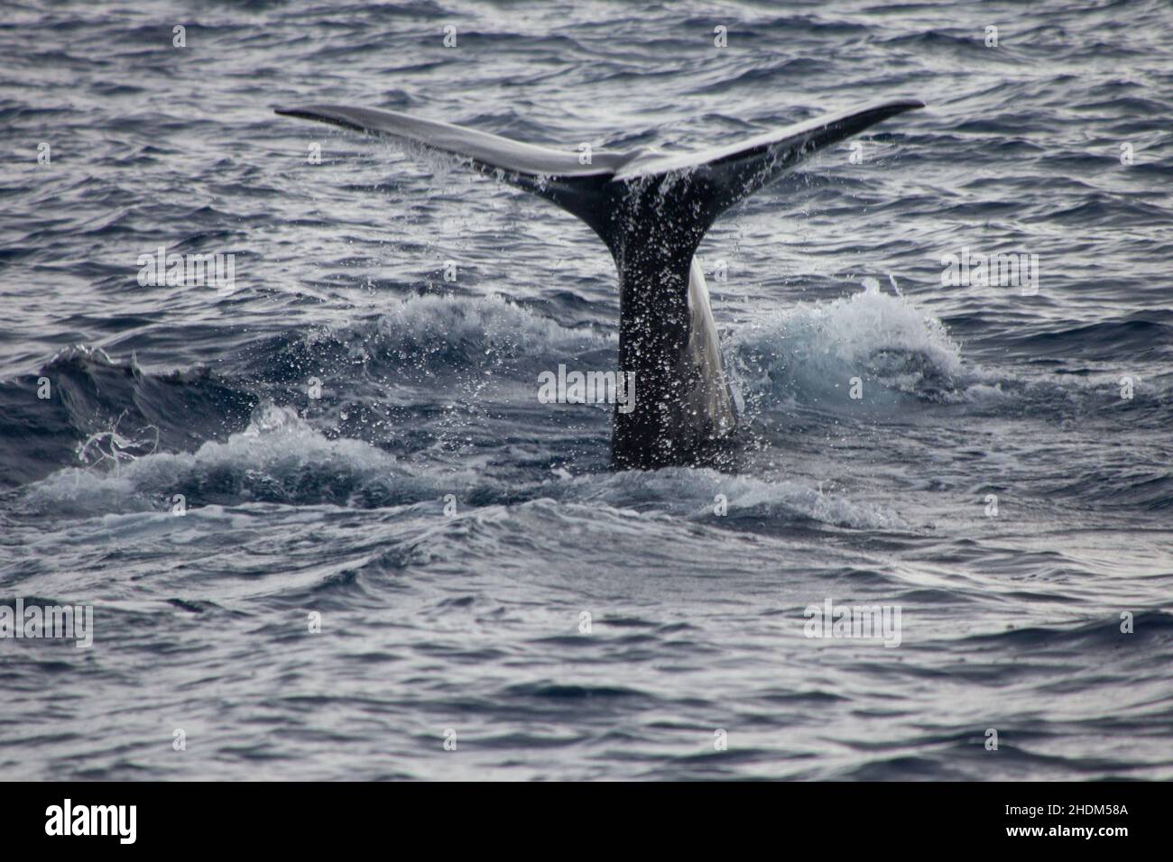 Scuba diver humpback whale hi-res stock photography and images - Alamy