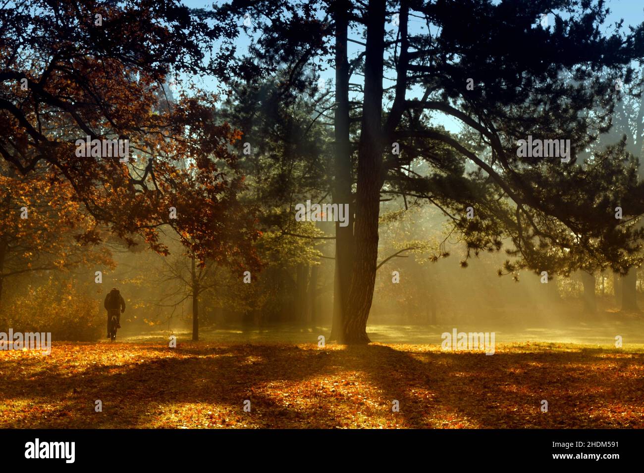 park, autumn, cyclists, parks, fall, cyclist Stock Photo - Alamy