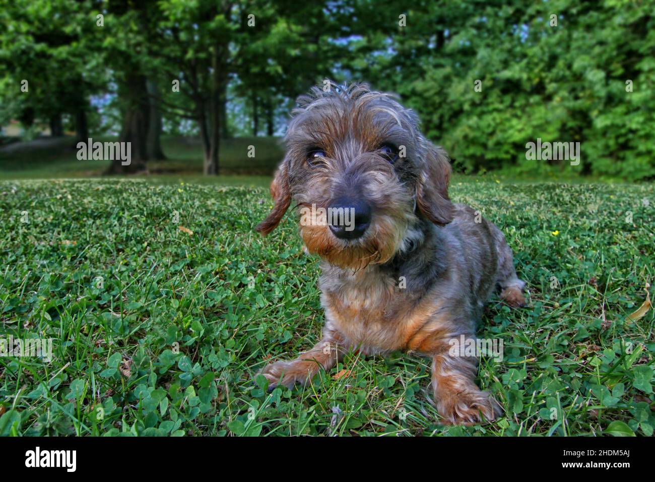 dog, dachshund, dwarf dachshund, dogs, dachshunds Stock Photo - Alamy