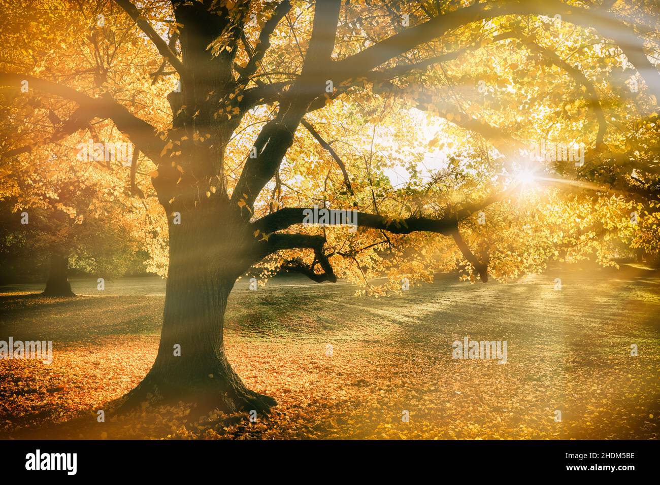 light beam, golden october, autumn light, light beams, lightning ...