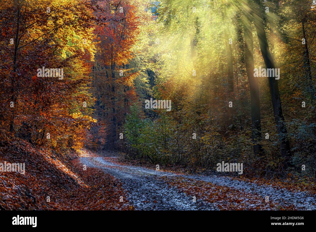 forest, sunbeams, forests, wood, woodland, woods, sun beams, sun ray ...