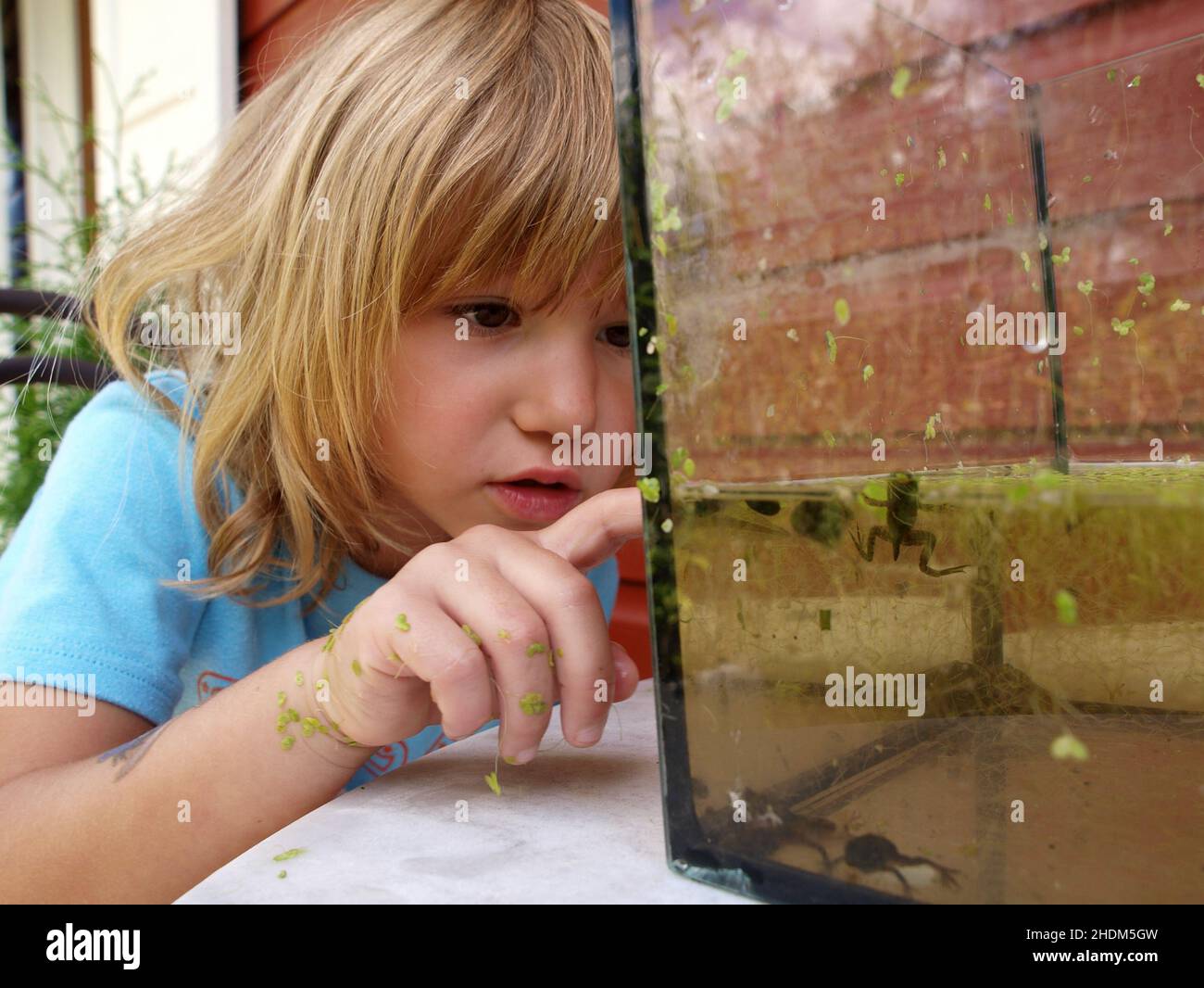 girl, aquarium, frog, girls, aquariums, frogs Stock Photo - Alamy