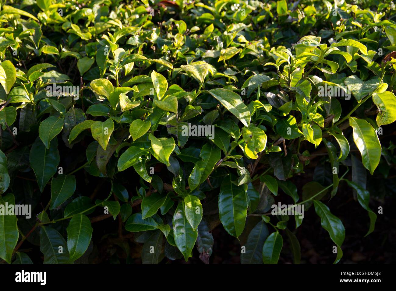 tea plantation, tea crop, tea plantations Stock Photo - Alamy