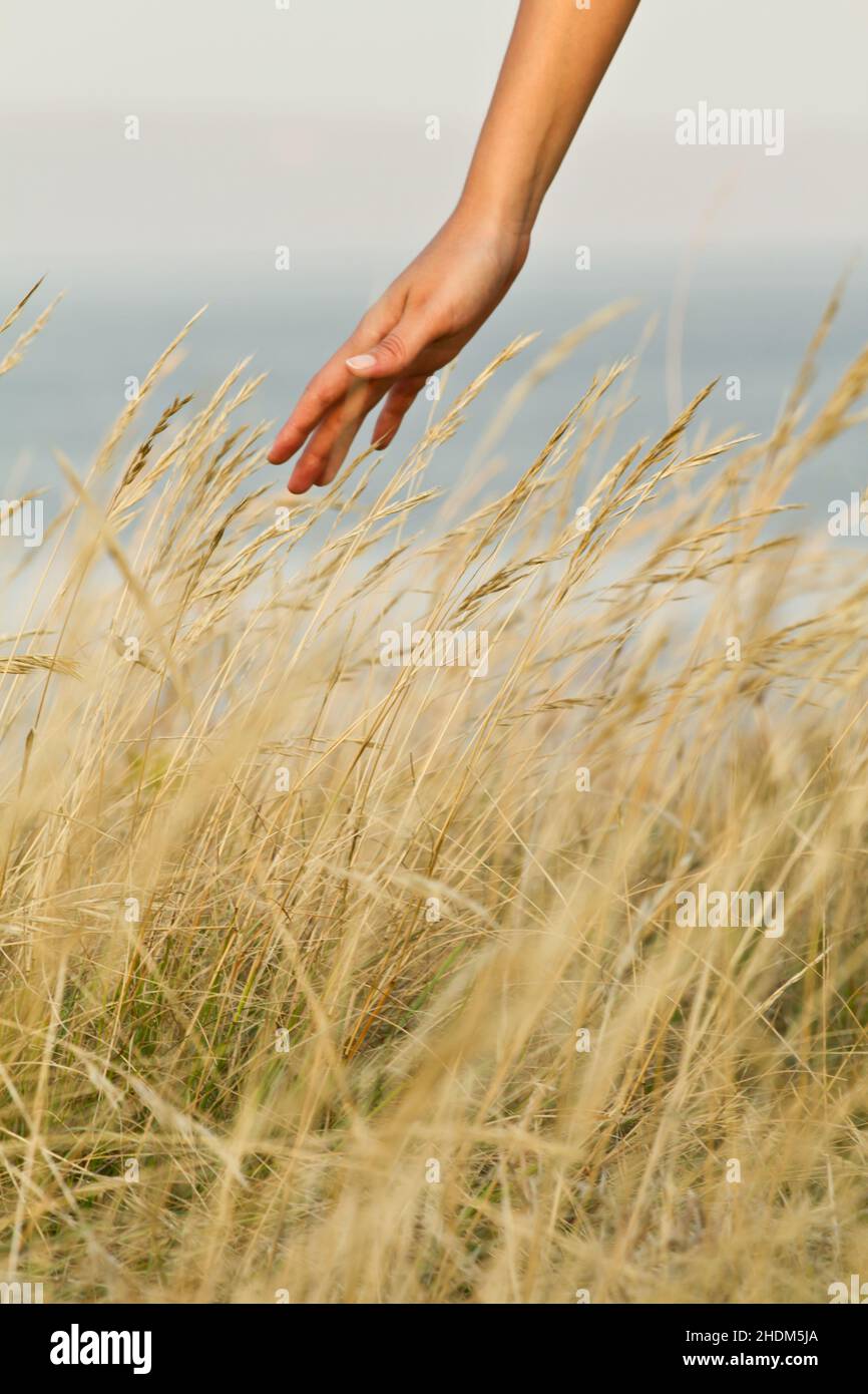hand, aspiration, marram grass, hands, aspiratons, future prospect ...