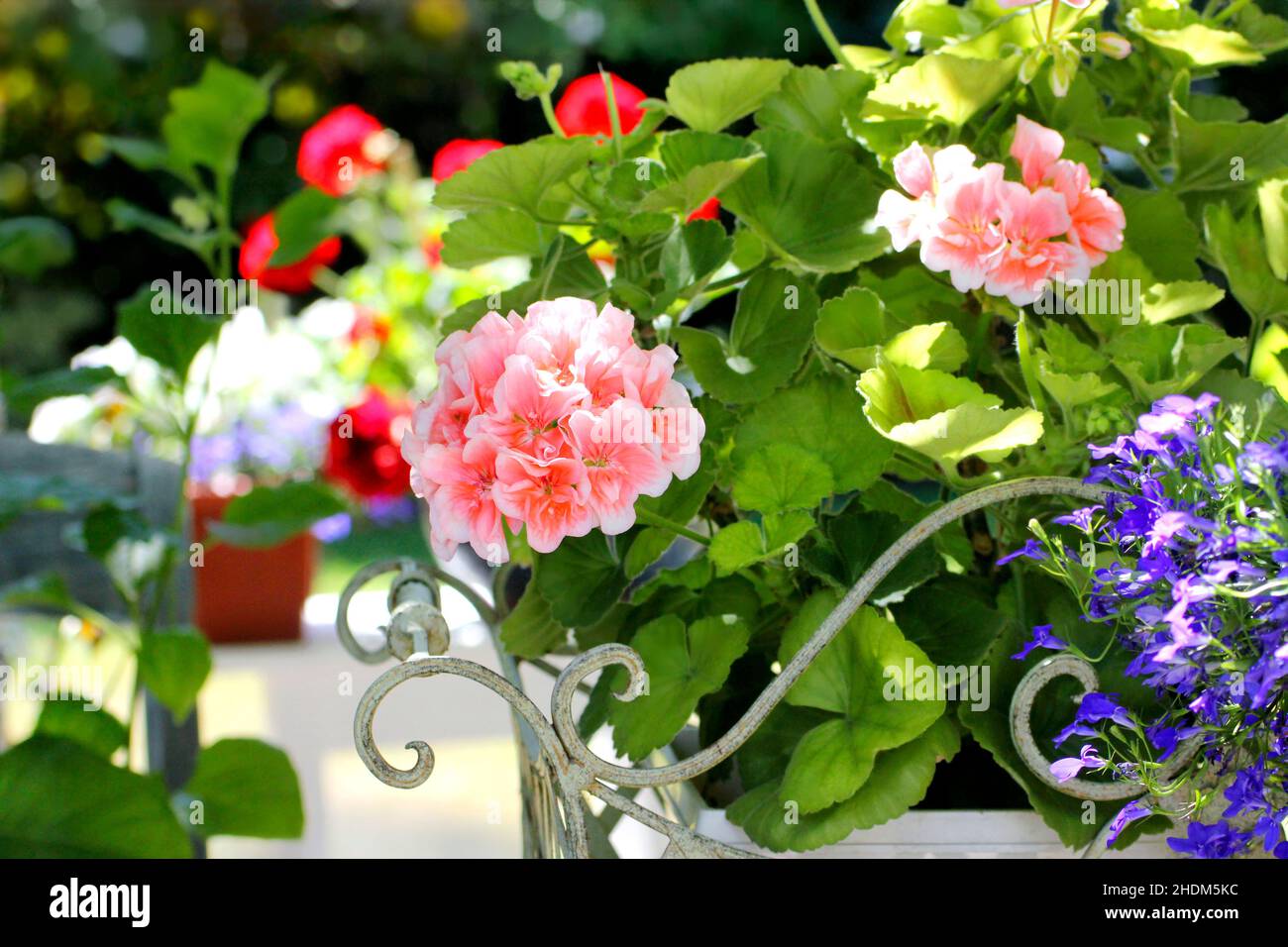 geranium, balcony plants, flower arrangements, geraniums, balcony plant ...