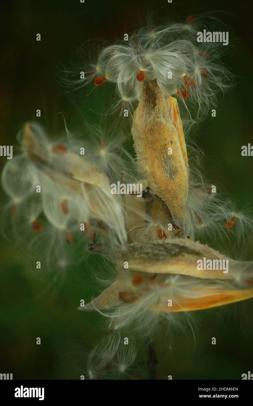 Milkweed pod with flying seeds hi-res stock photography and images - Alamy